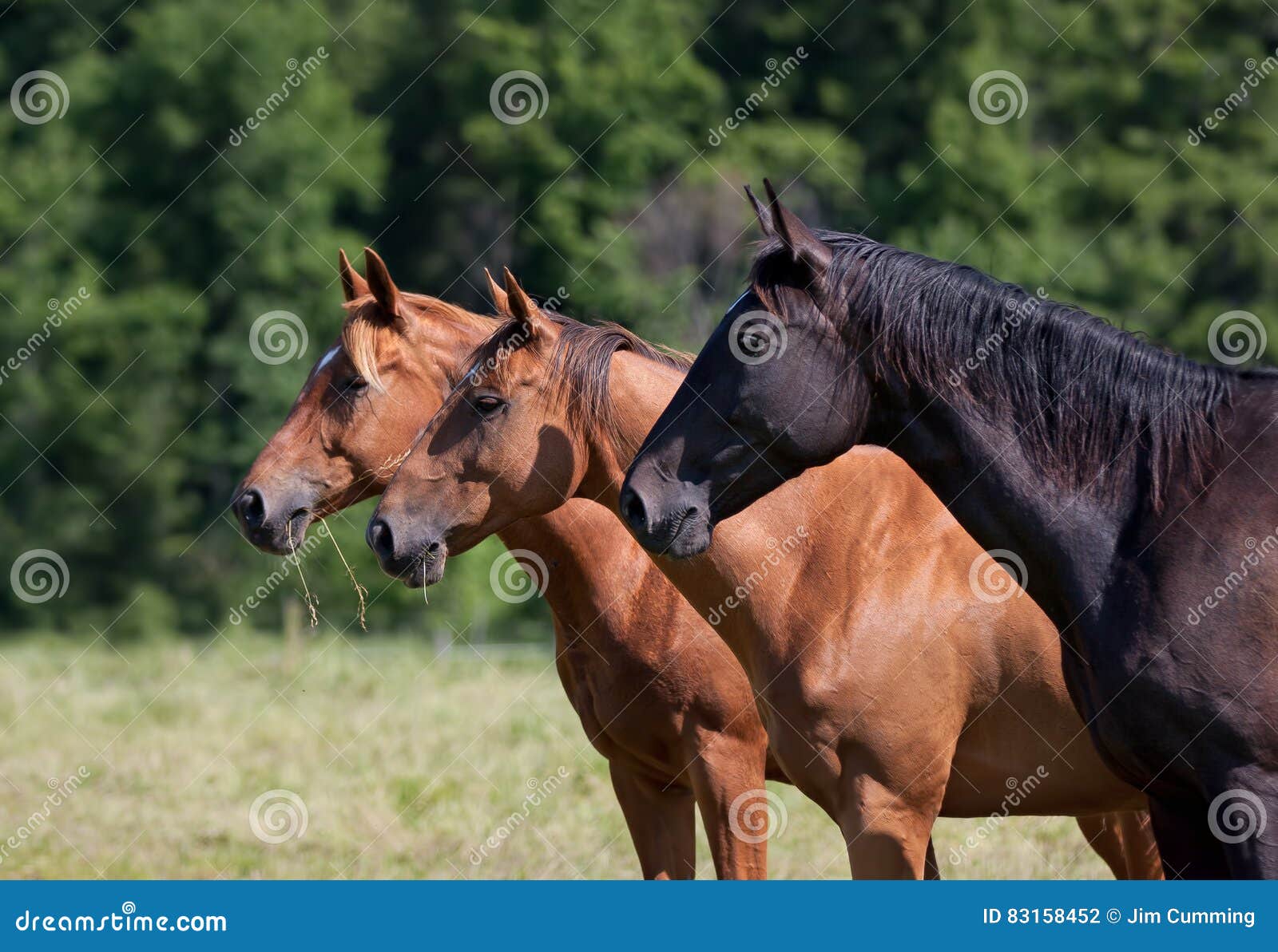 Three horses stock photo. Image of canada, stallion, herd - 83158452