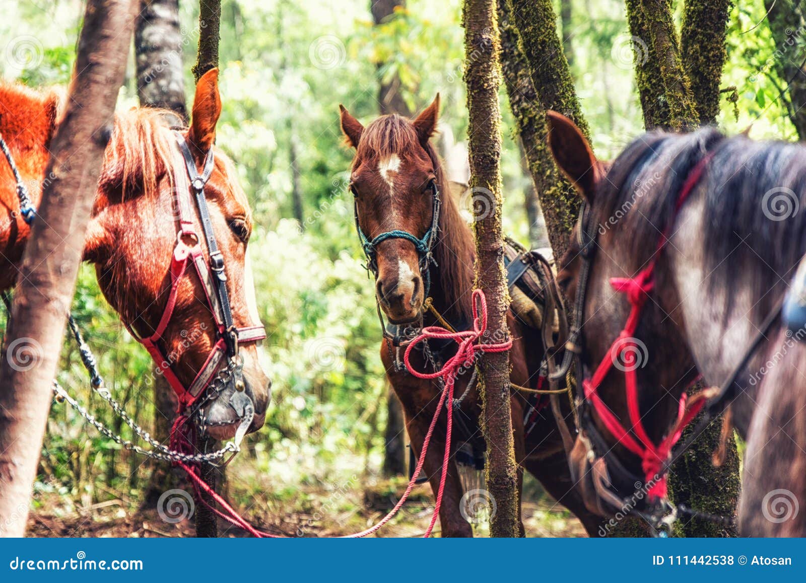 Three Horses Standing Together Stock Photo - Image of beautiful ...