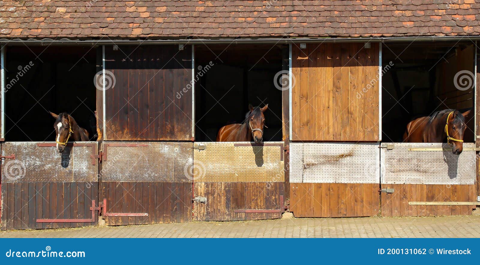 Three Horses Sticking Their Heads Out of Stables Stock Photo - Image of ...