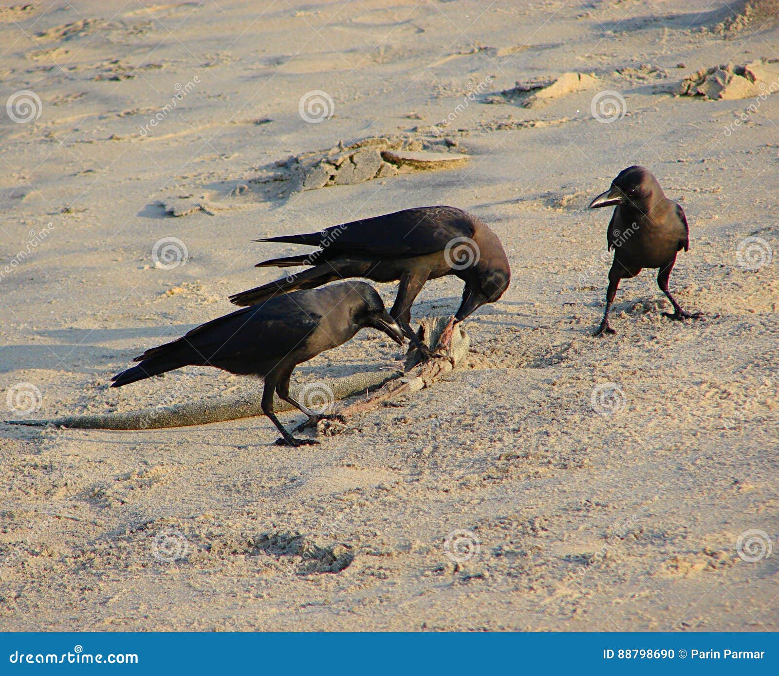 Three House Crows or Indian Black Crows - Corvus Splendens - Exploring ...