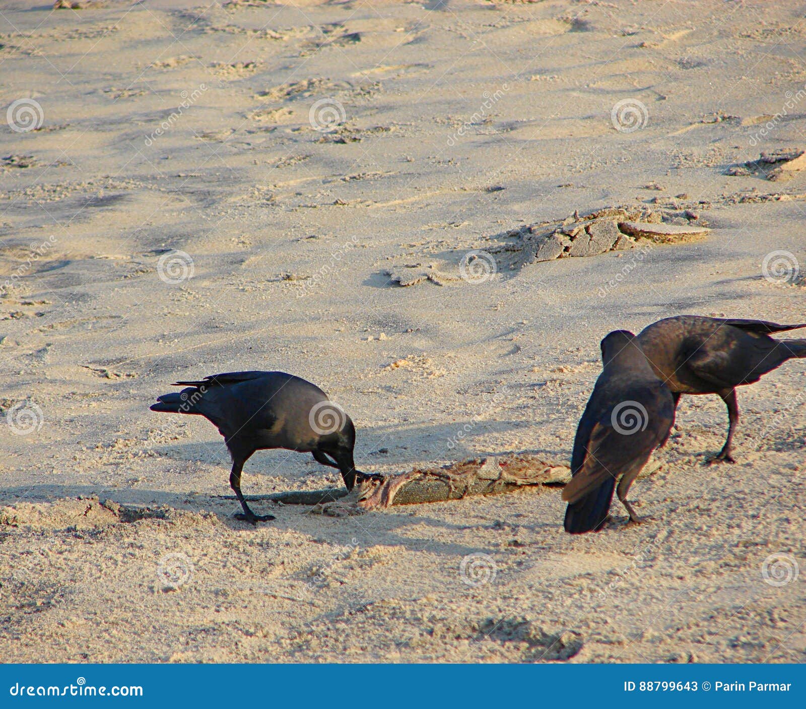 Three House Crows or Indian Black Crows - Corvus Splendens - Exploring ...