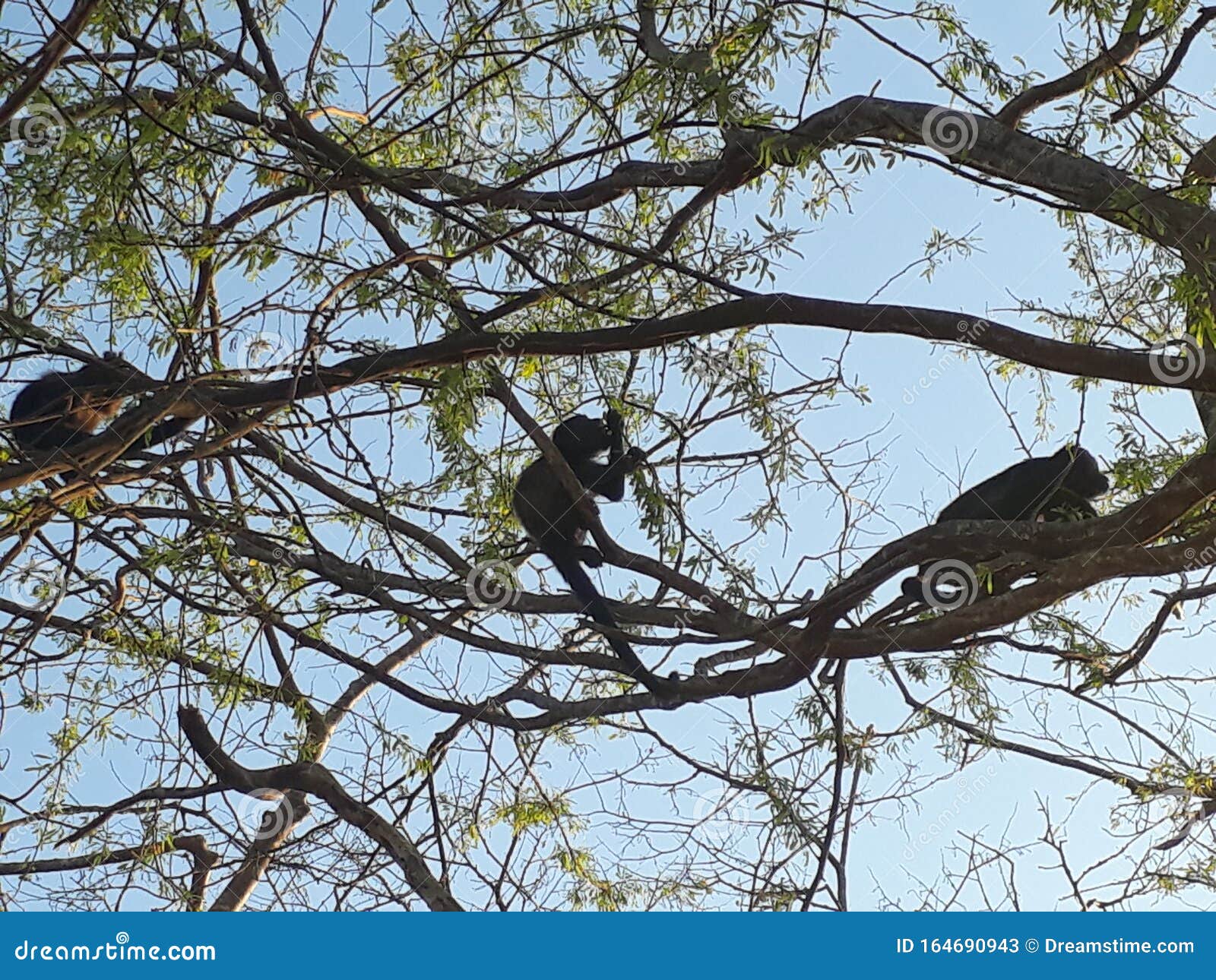 3 Monkeys on a tree stock image. Image of branch, branches - 164690943