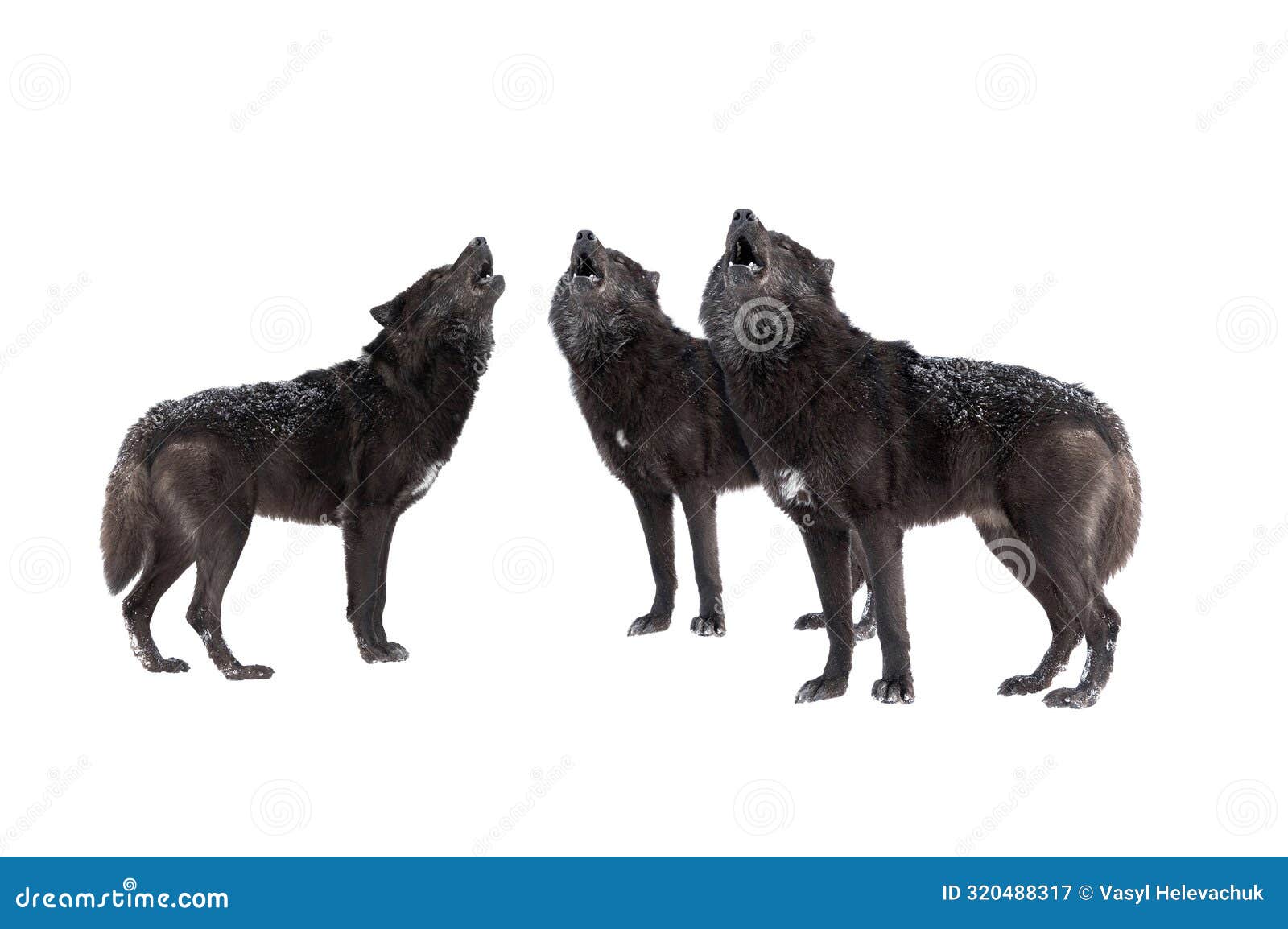 Three Howling Wolf Winter Isolated on a White Stock Image - Image of ...