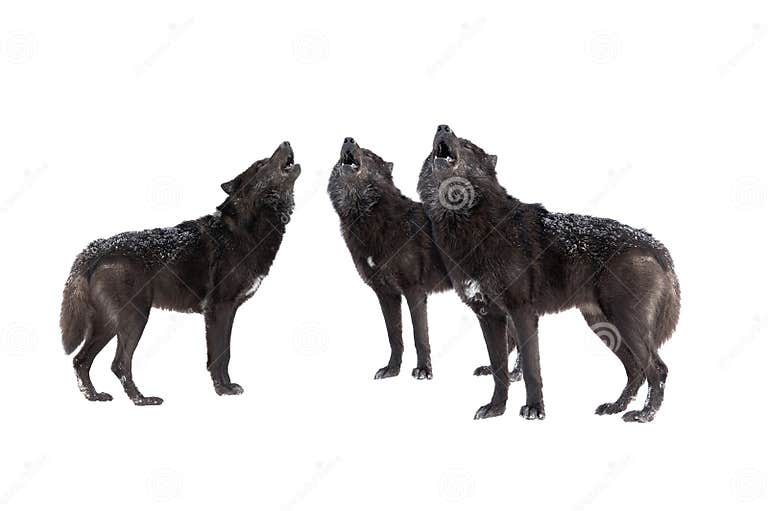 Three Howling Wolf Winter Isolated on a White Stock Image - Image of ...