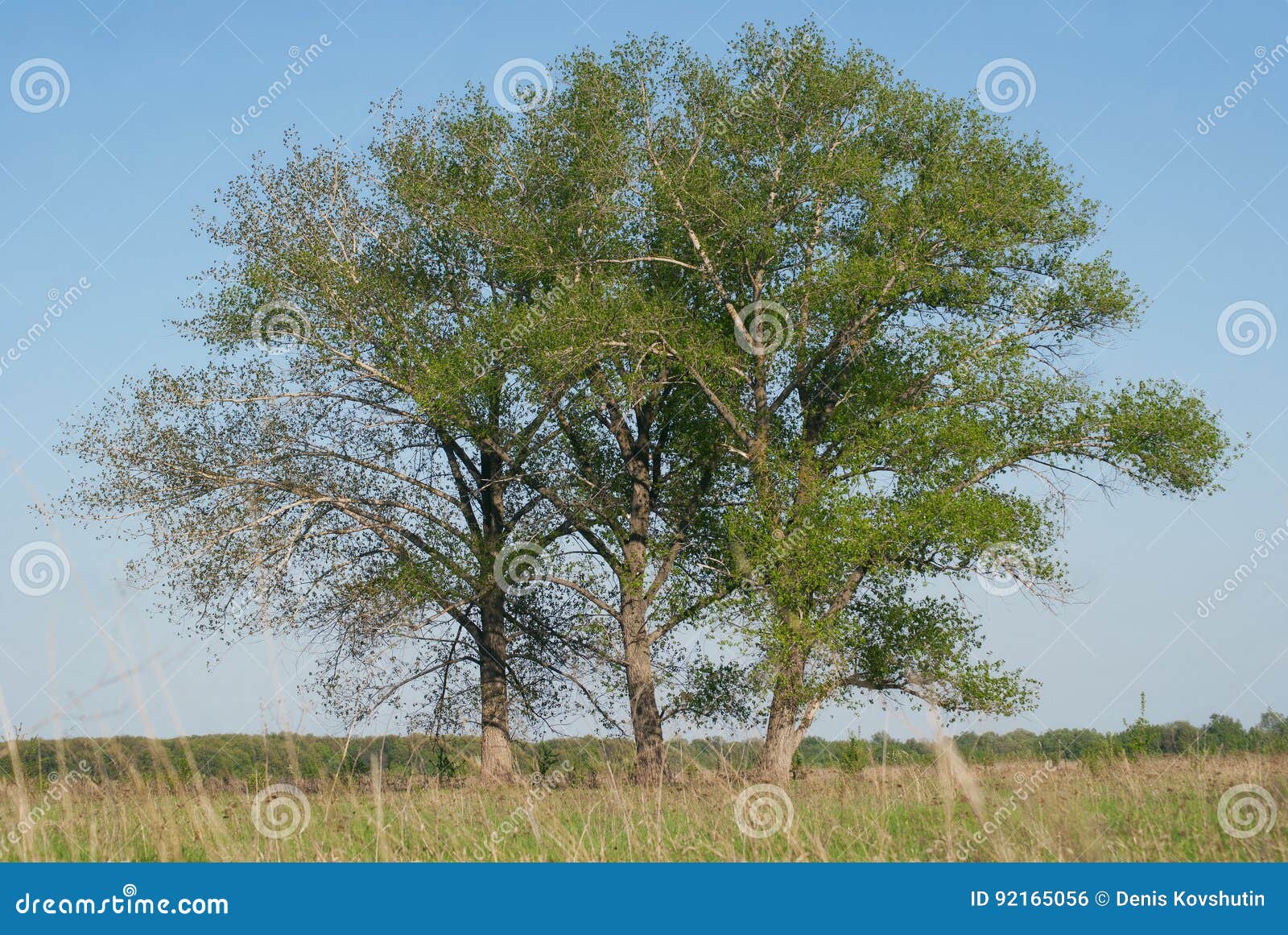 Three Huge Poplars Growing in the Fields, a Summer Clear Day Stock ...