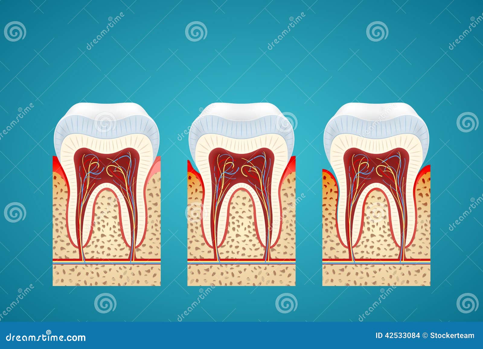 Three Tooth Anatomy Illustrations Cartoon Vector | CartoonDealer.com ...