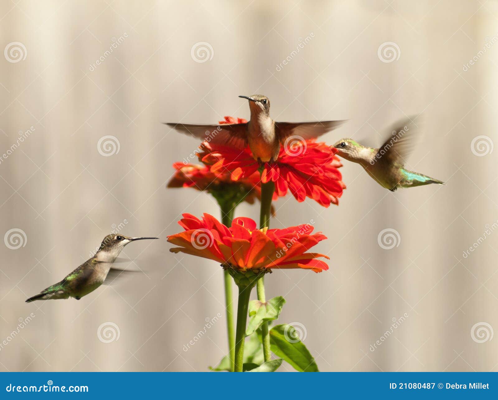 Three hummingbirds stock image. Image of three, nature - 21080487