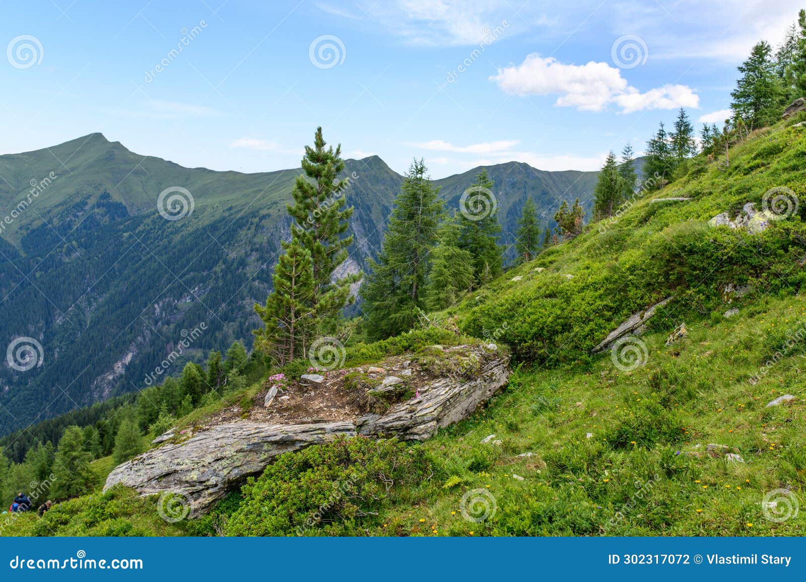 Three-hundred-year-old Pine Trees on Mount Graukogel in the Tyrolean ...