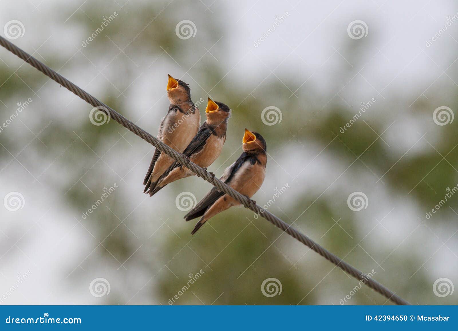 Three hungry birds stock photo. Image of drying, three - 42394650