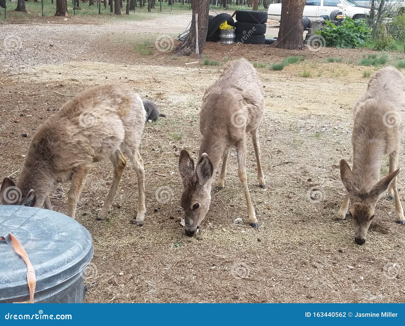 Three hungry does stock photo. Image of muledeer, hungry - 163440562