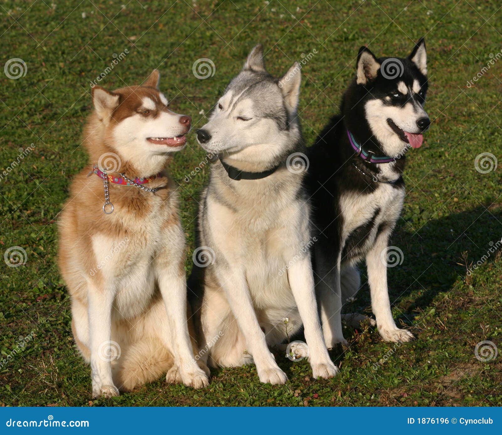 Three husky dogs stock photo. Image of breed, portrait - 1876196