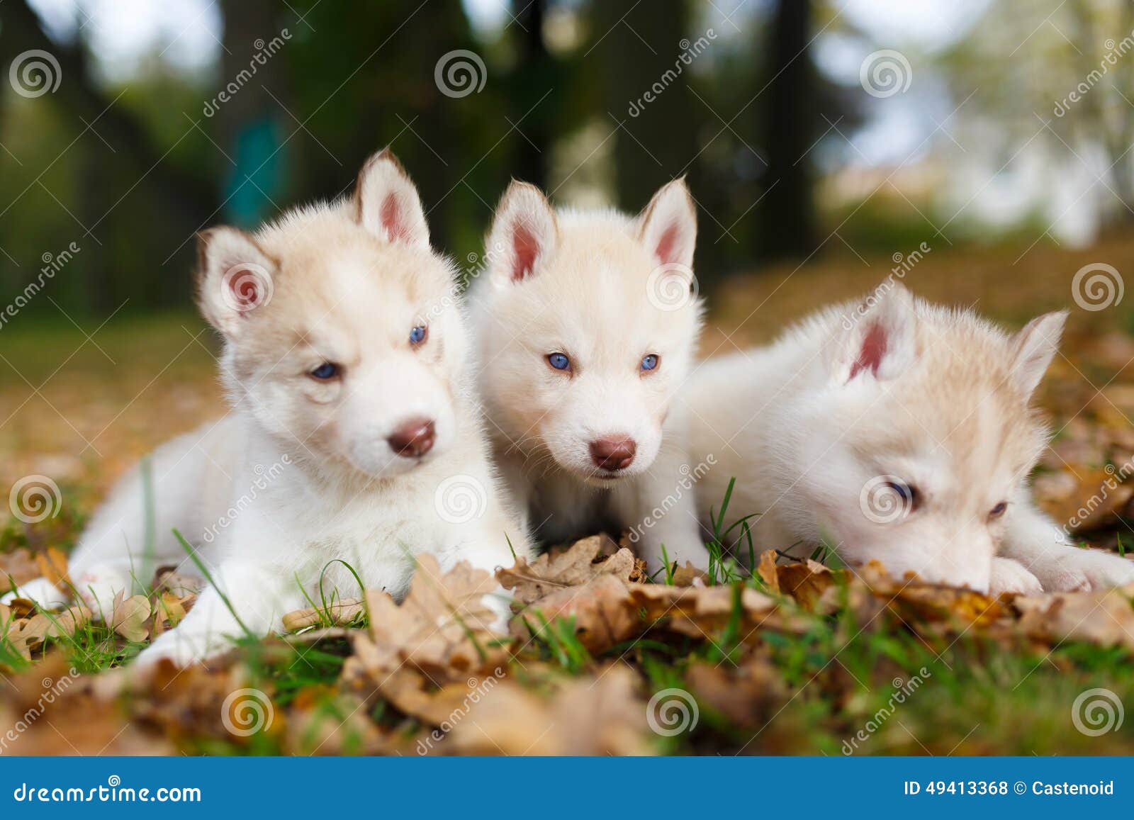 Three husky puppy stock photo. Image of adorable, arctic - 49413368