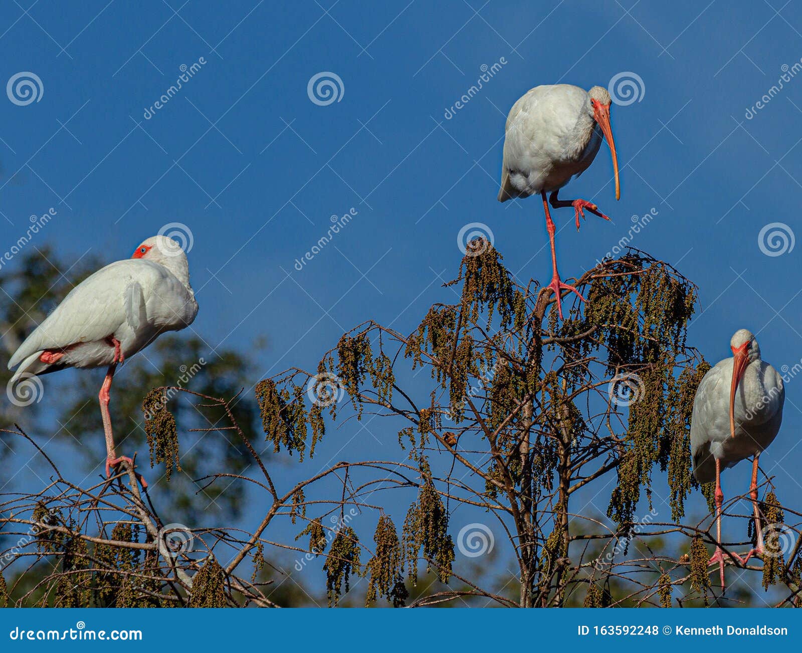 Three Ibis Posing in Tree, Seminole, Florida Stock Photo - Image of ...
