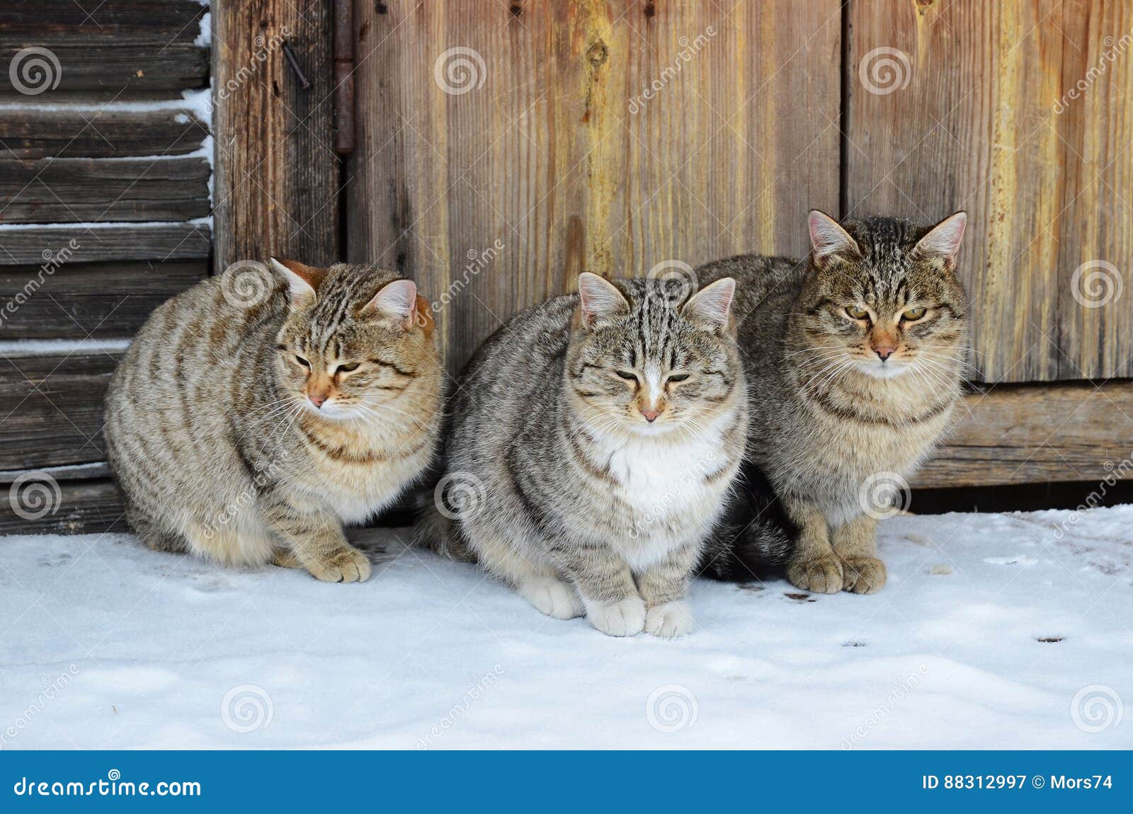 Three Identical Cats Sit on a Wooden Porch Stock Image - Image of ...