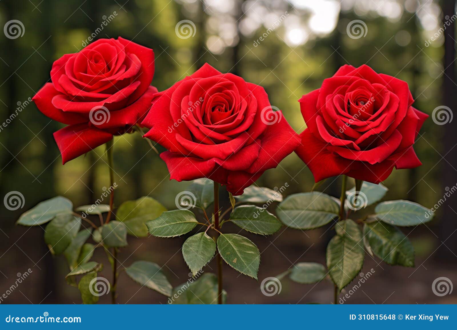 Three Identical Red Roses in Full Bloom Stock Illustration ...