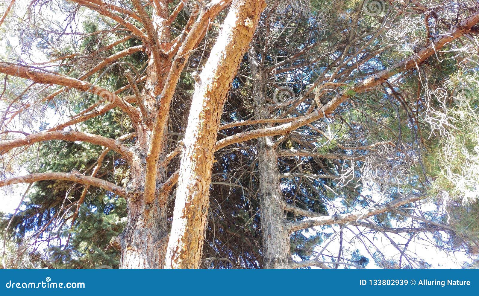 Illuminated Evergreen Tri Tree Trunks Stock Image - Image of nature ...