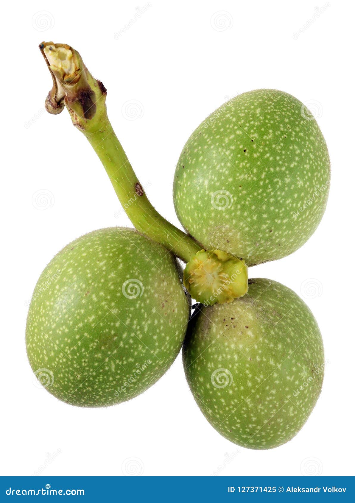 Three Immature Green Walnuts on One Branch. Isolated Macro Stock Image ...
