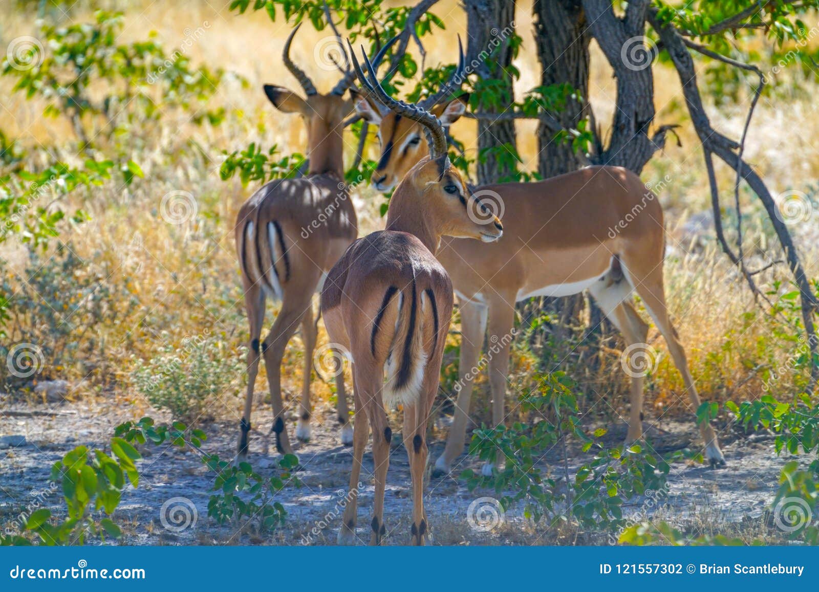 Three Impala Antelope Standing in Shade Stock Photo - Image of ...