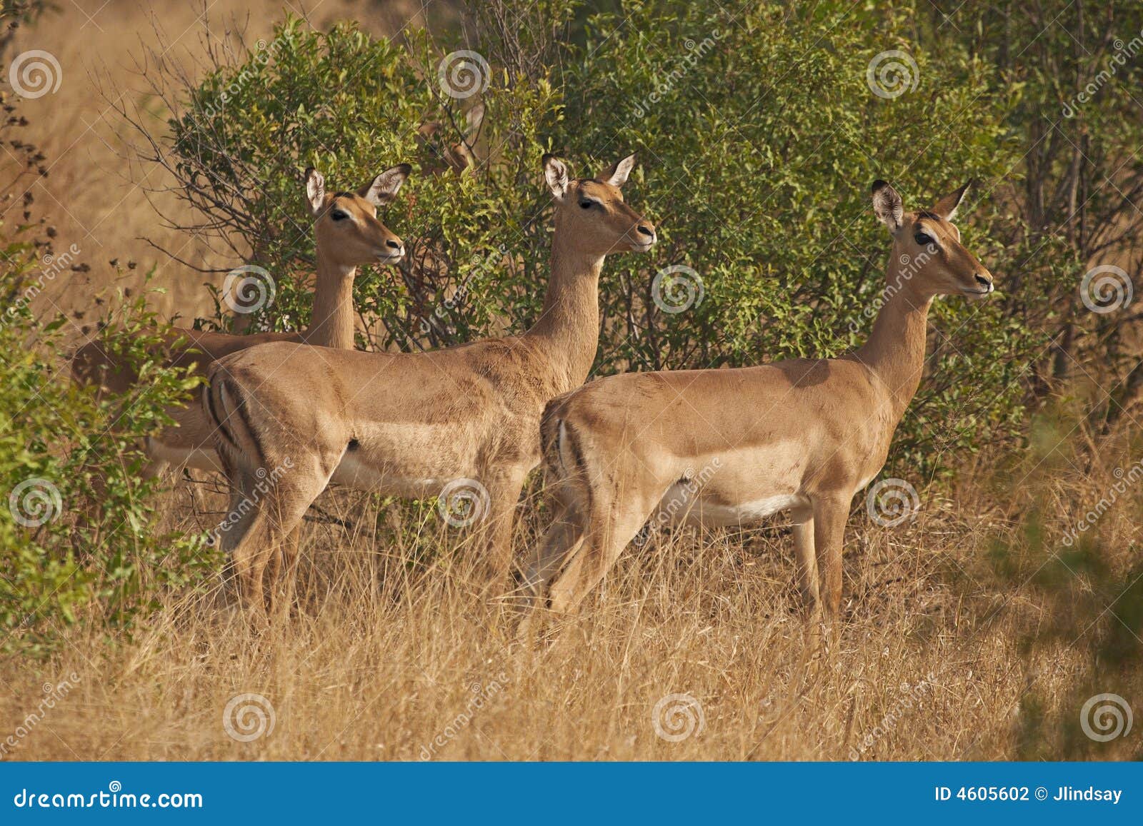 Three Impala Ewes in Bushveld Stock Photo - Image of africa, grass: 4605602