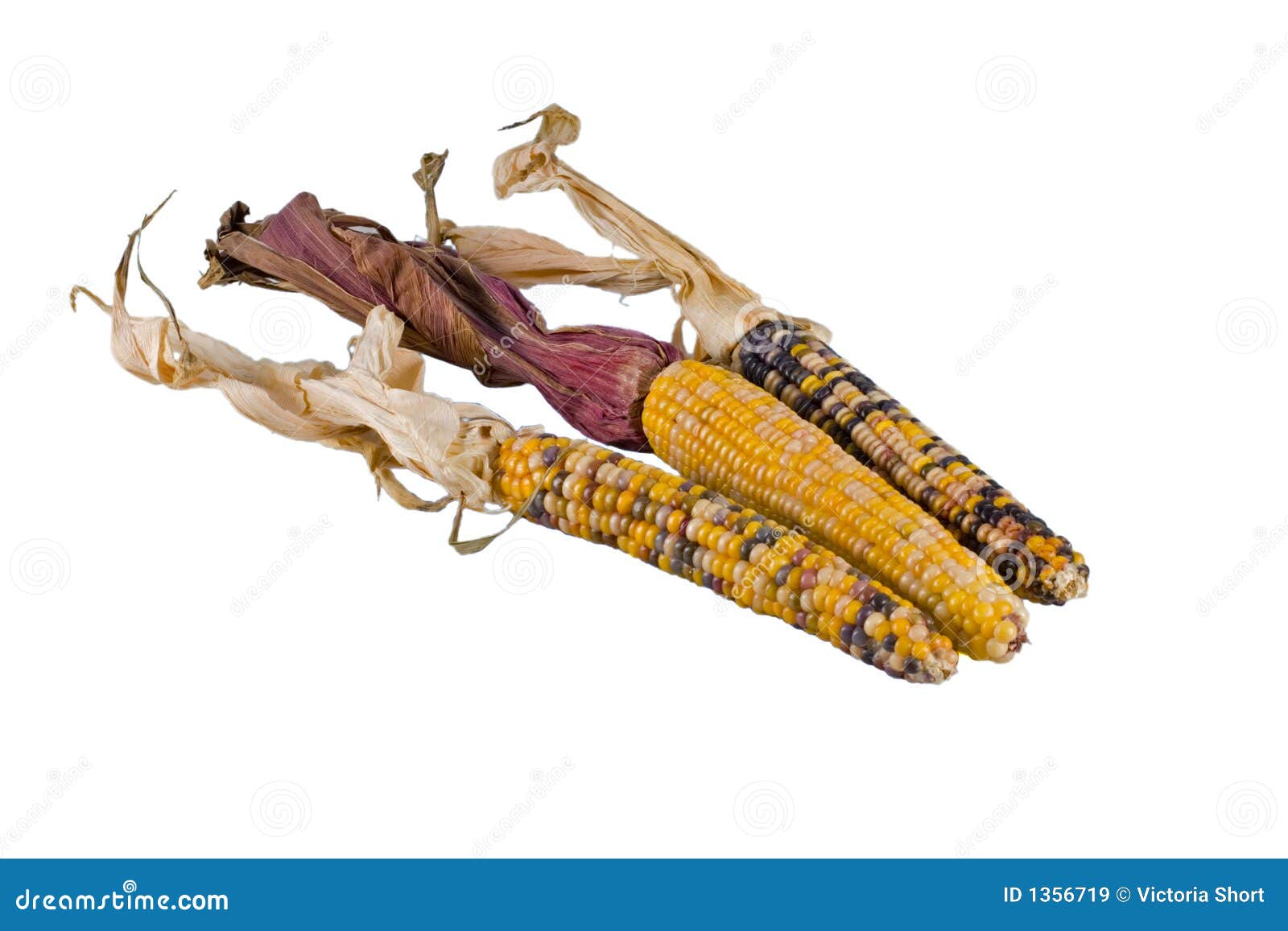 Three indian corn alpha stock image. Image of fancy, cobs - 1356719