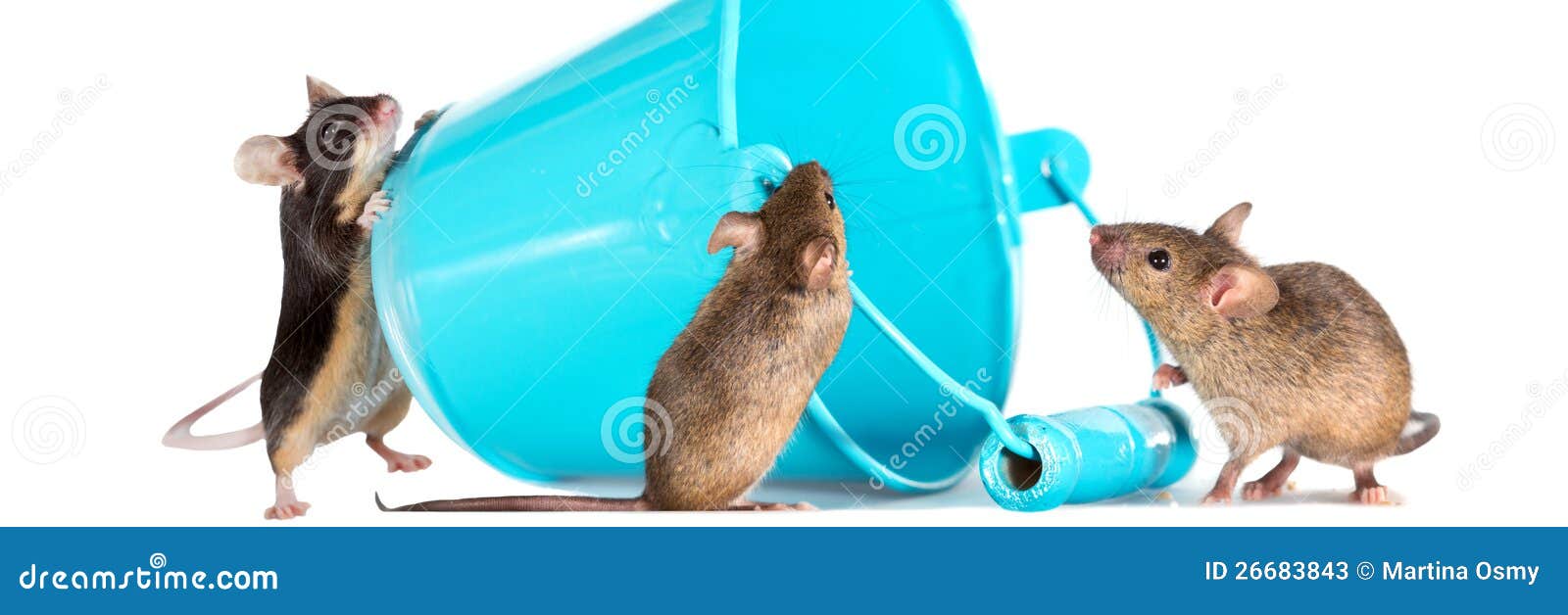 Three inquisitive mice stock image. Image of three, behaviour - 26683843