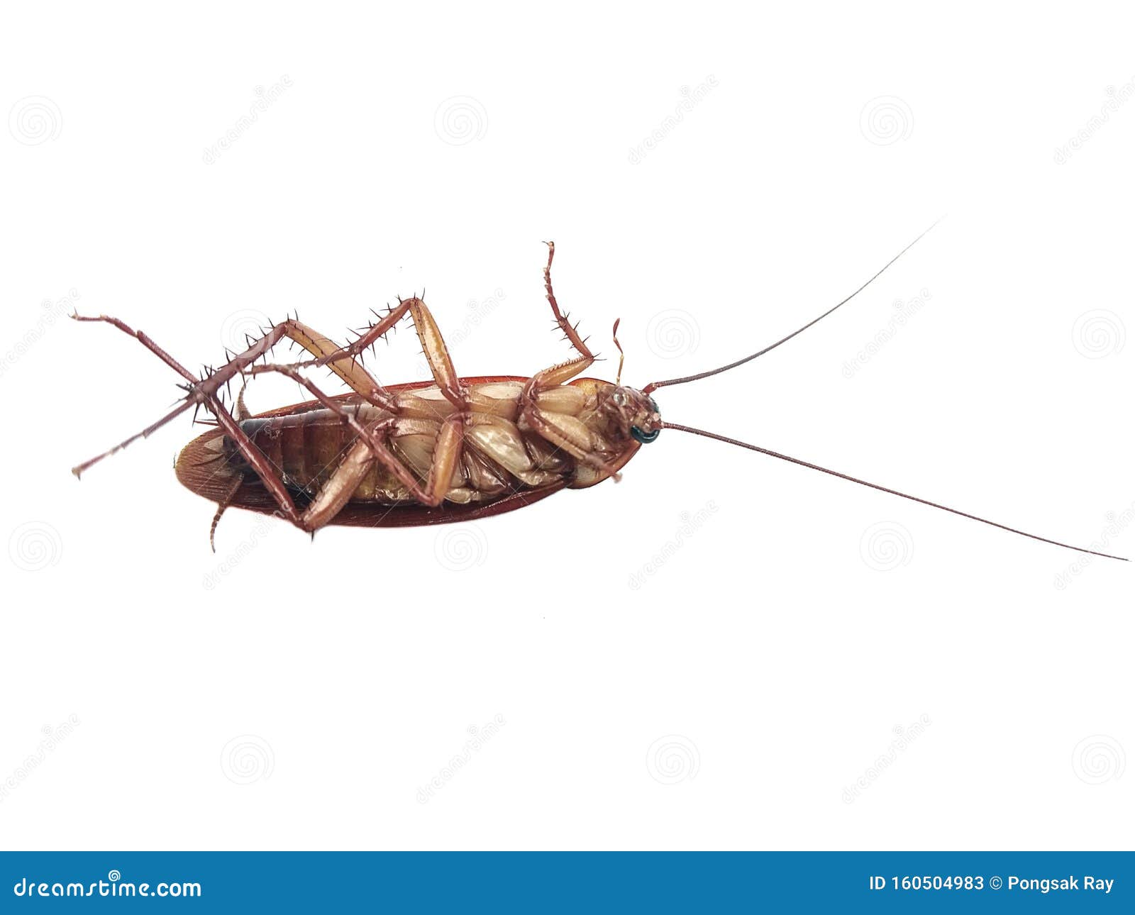 Three Insects Are Busy At Their Specific Station Royalty-Free Stock ...