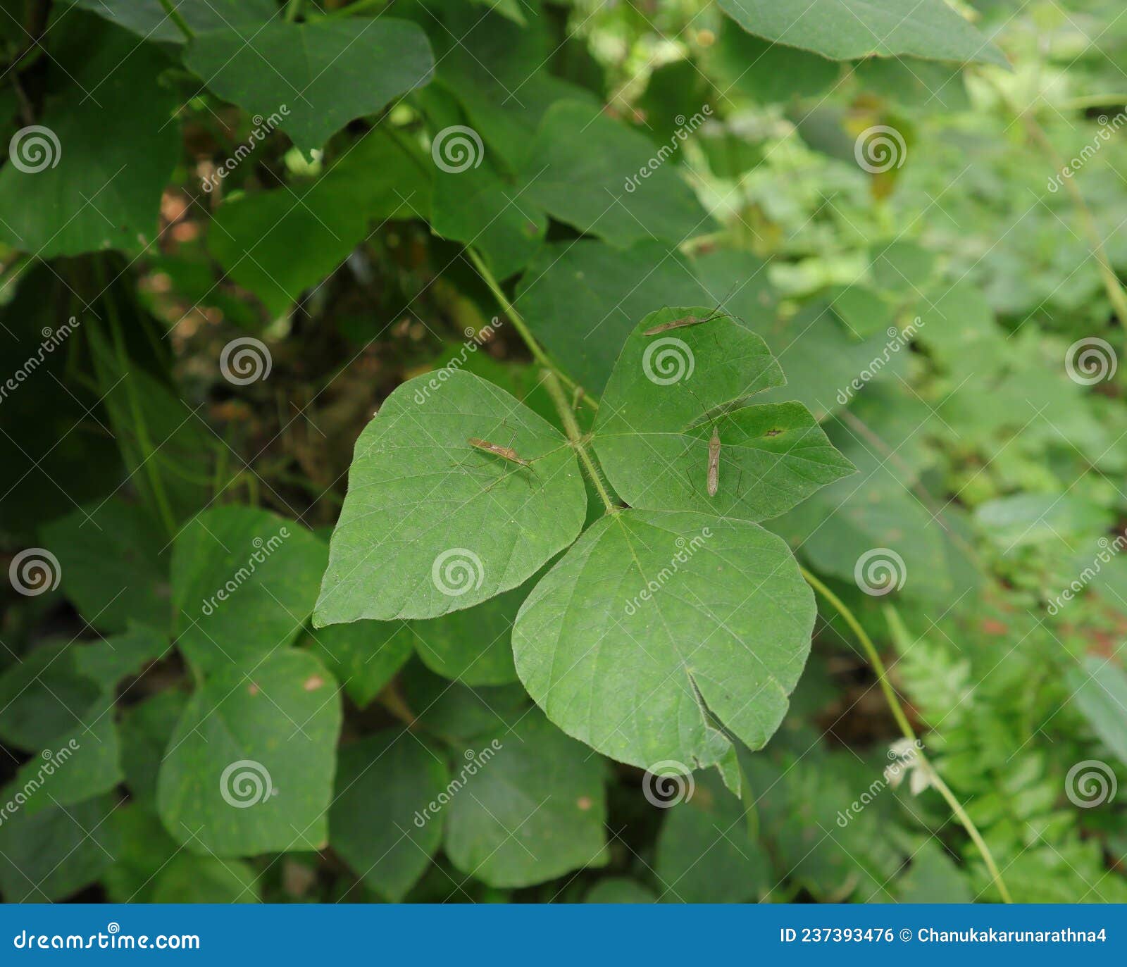 Three Insects on Top of a Wild Leaflet Stock Photo - Image of insects ...