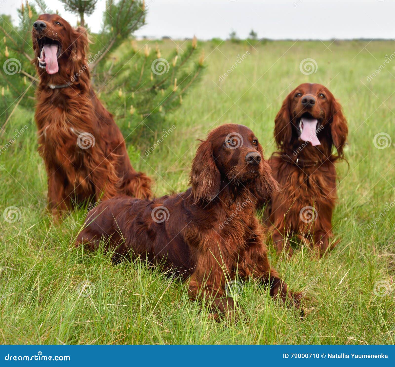 Three Irish setters stock photo. Image of playing, hound - 79000710