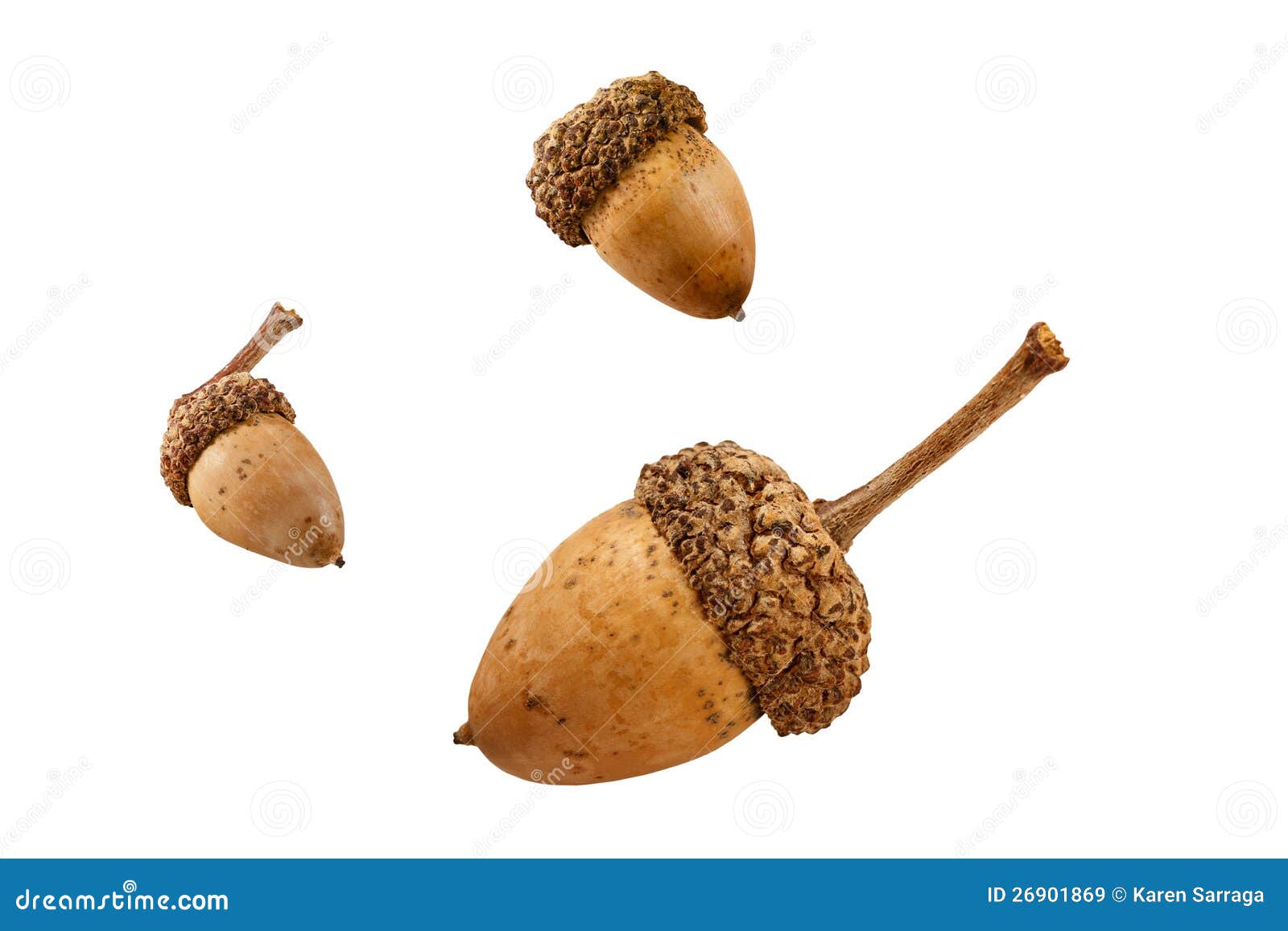 Three Isolated Acorns stock image. Image of three, acorn - 26901869