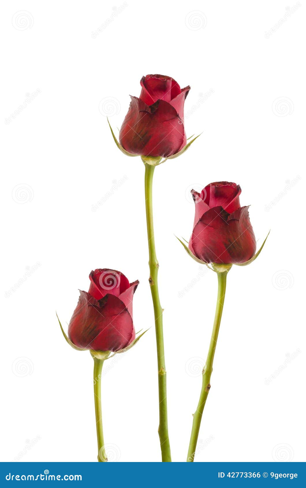 Three Isolated Red Roses on White, Clipping Path Included Stock Photo ...