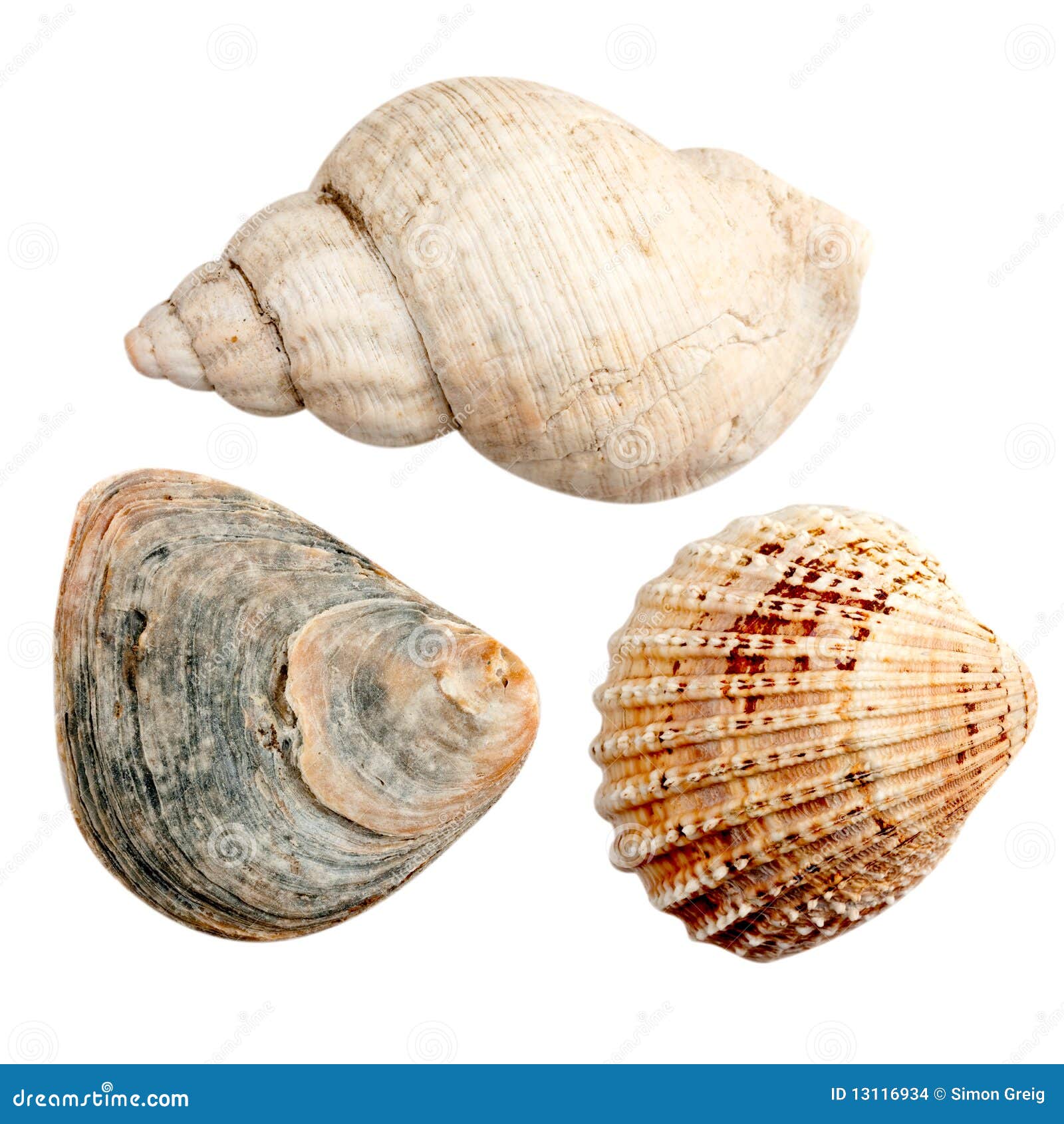 Three Isolated Seashells stock photo. Image of varia - 13116934