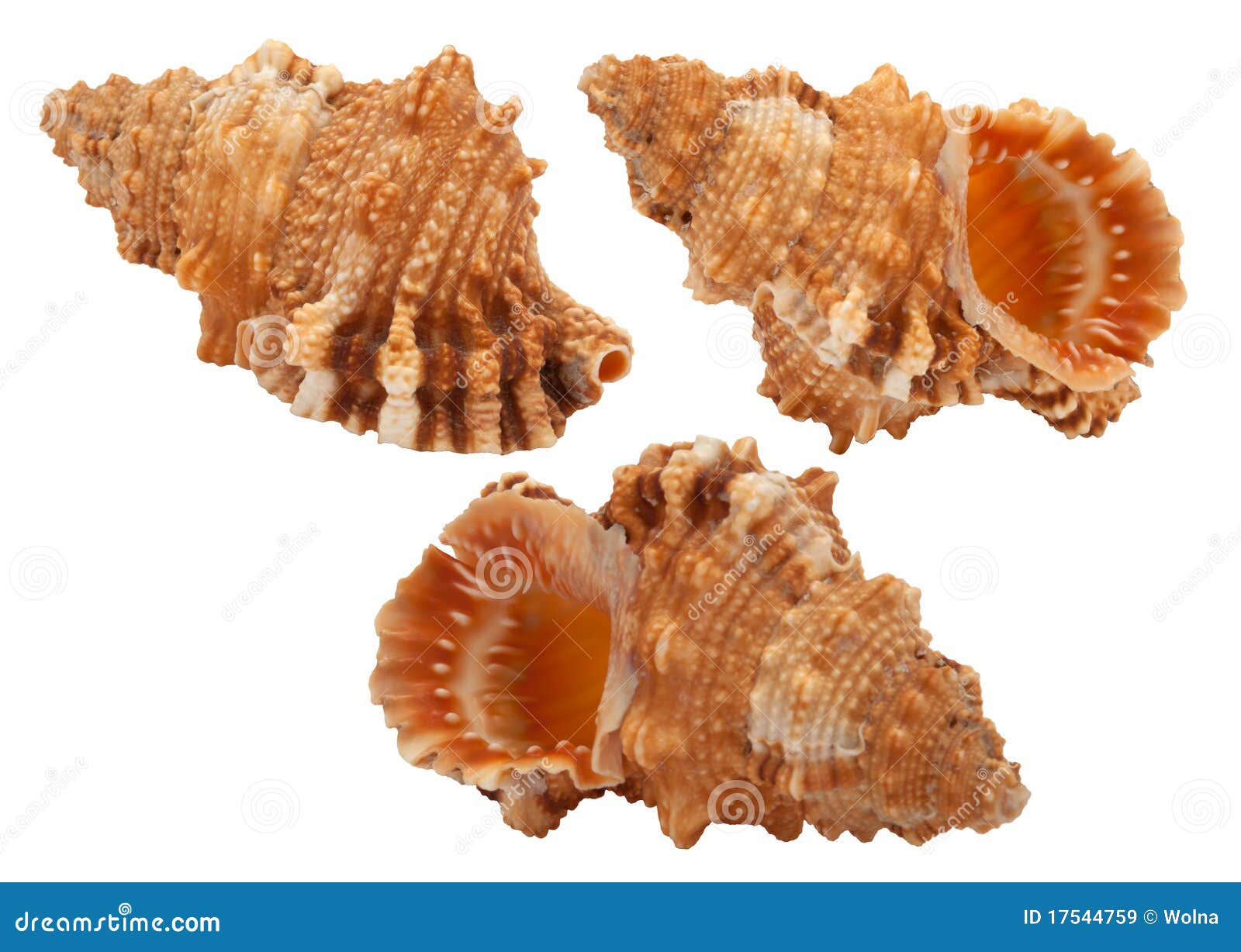 Three Isolated Seashells stock image. Image of oceania - 17544759