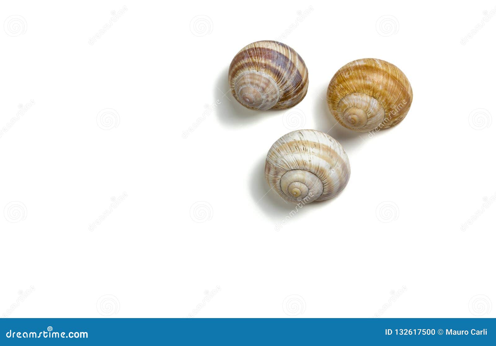 Three Isolated Snail Shells Stock Photo - Image of striping, grey ...