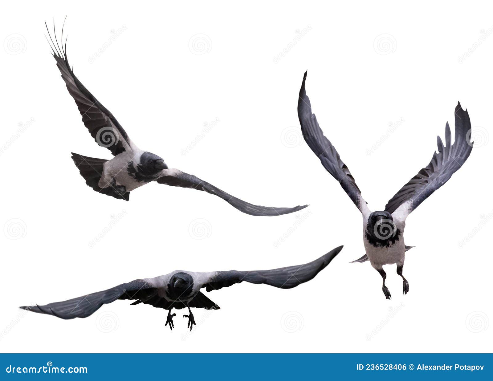Three Isolated on White Crows with Large Black Wings Stock Photo ...