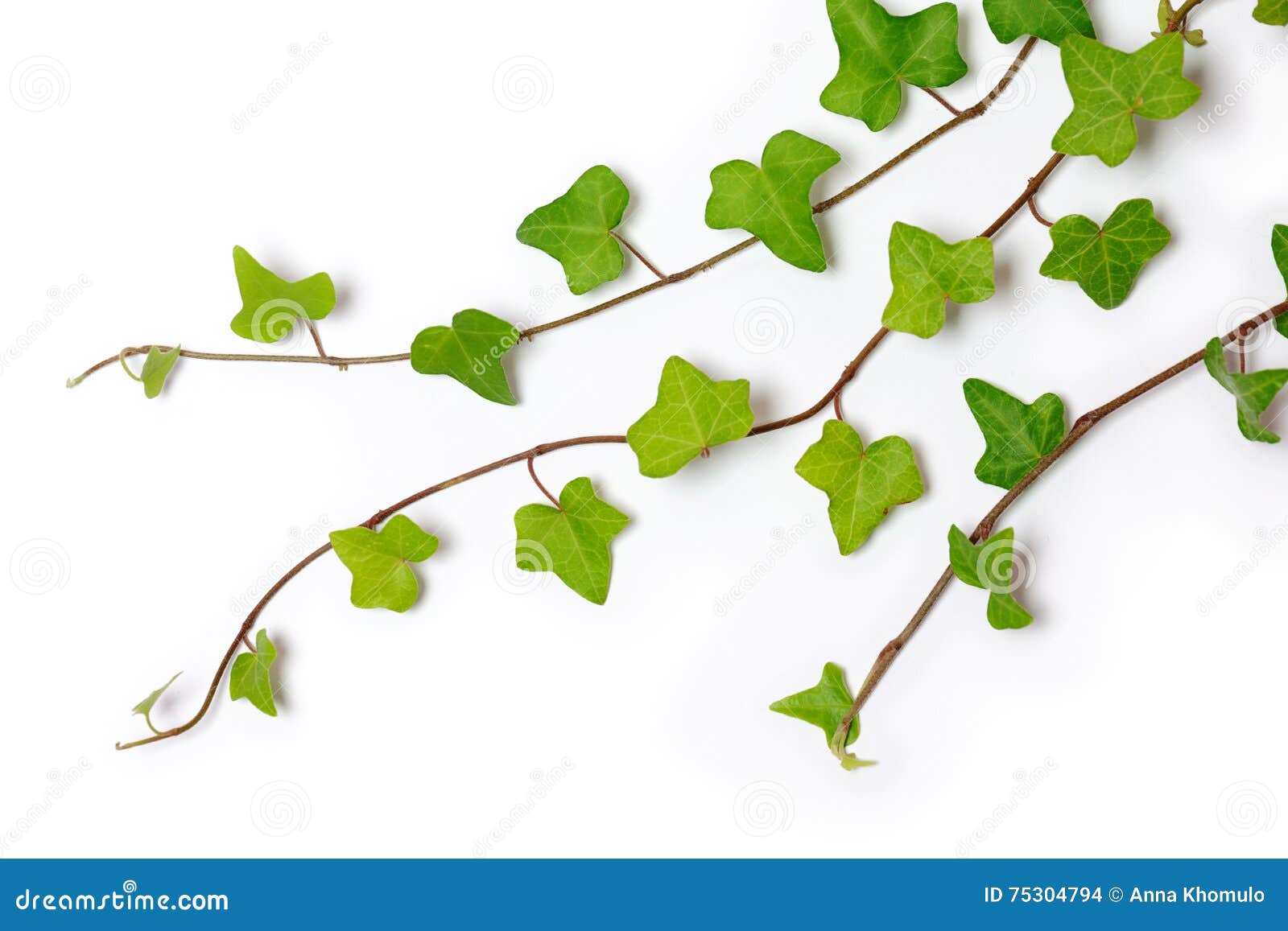 Three ivy twigs stock photo. Image of twig, white, nature - 75304794