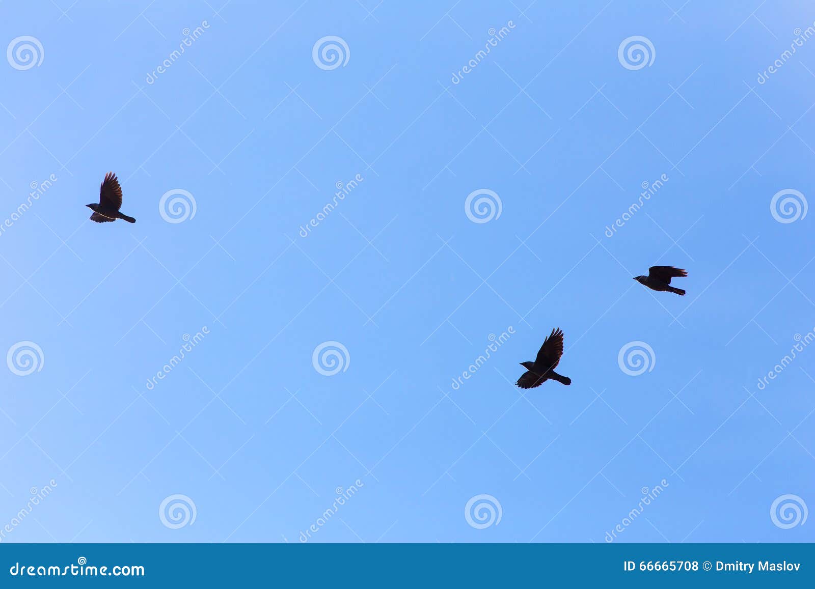 Three jackdaws in flight stock photo. Image of freedom - 66665708