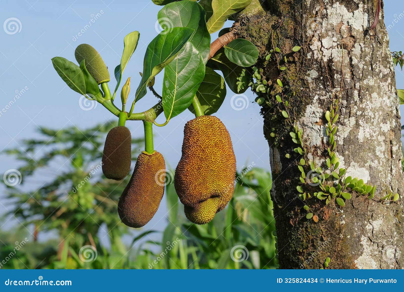 Three jackfruits on a tree stock photo. Image of leaf - 325824434