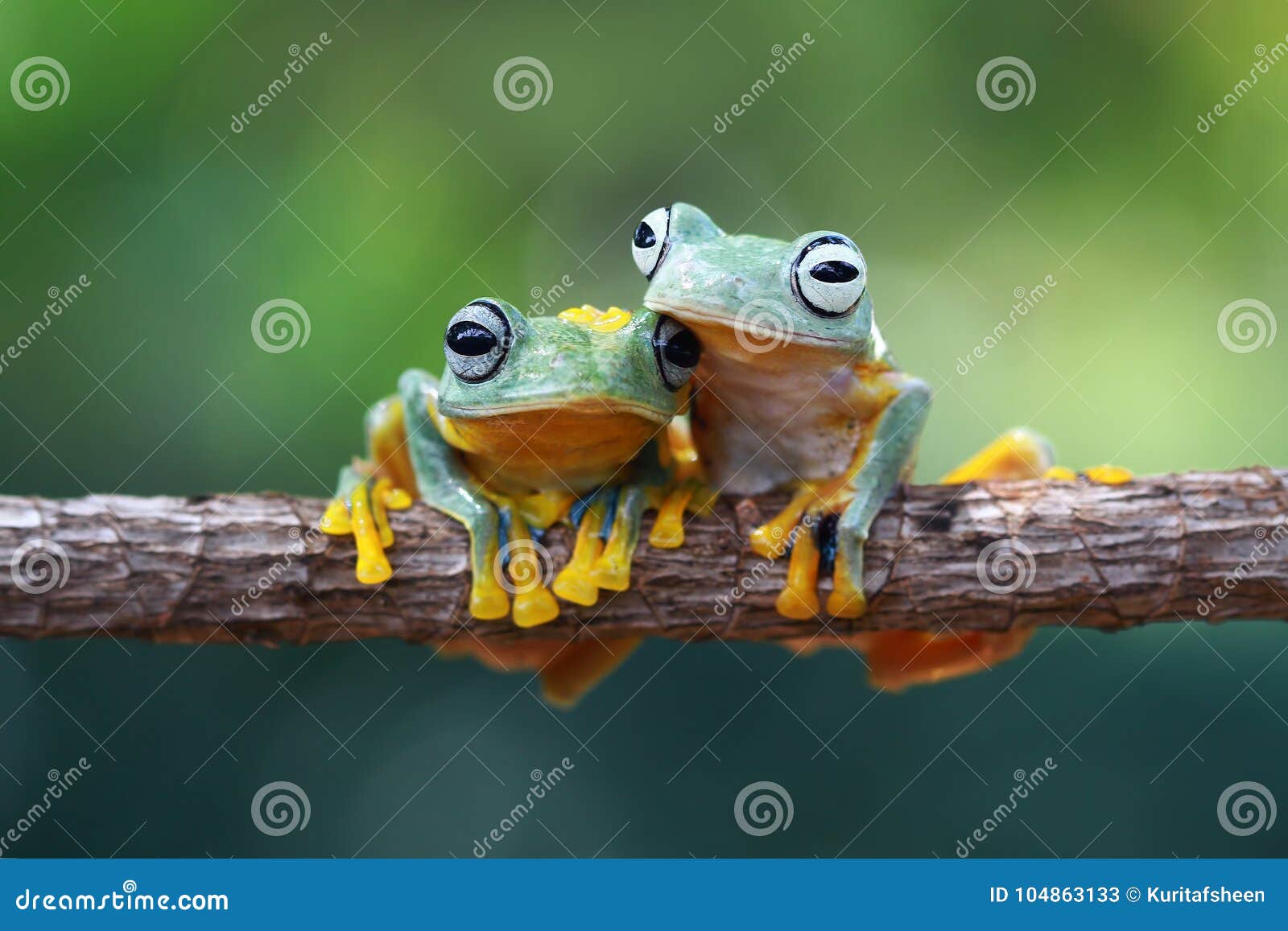 Tree Frog, Flying Frog on the Branch Stock Image - Image of climbing ...