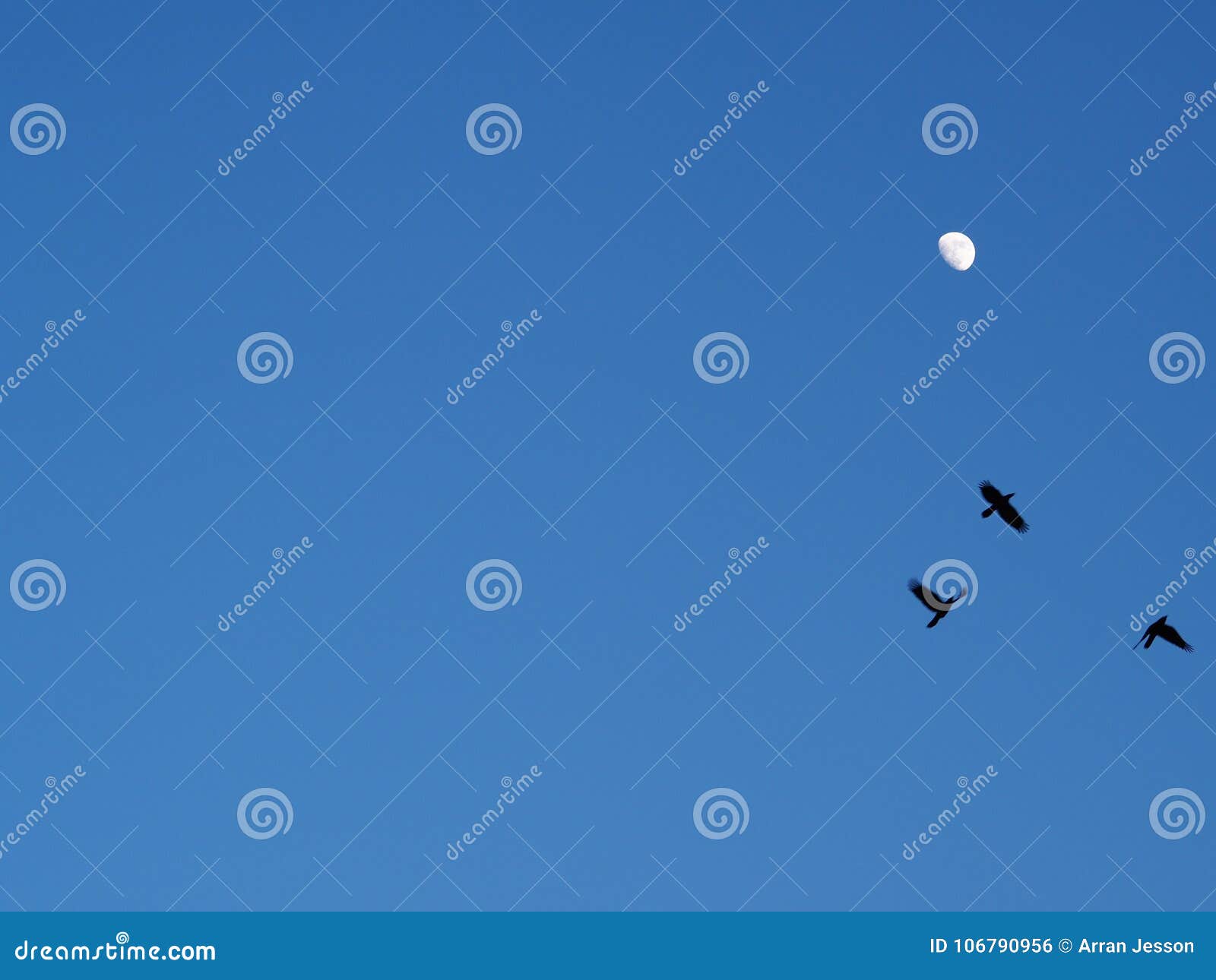 Three Crows Flying are Silhouetted by the Moon Stock Photo - Image of ...