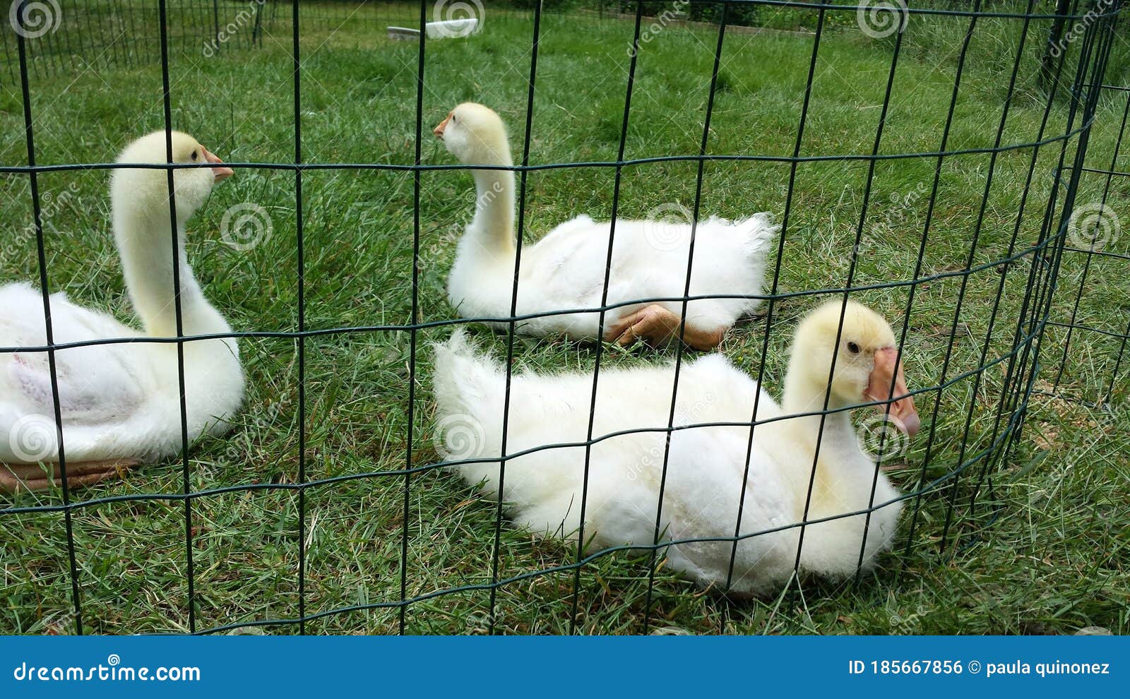 Three Juvenile Goose Taking a Break Stock Photo - Image of grass ...