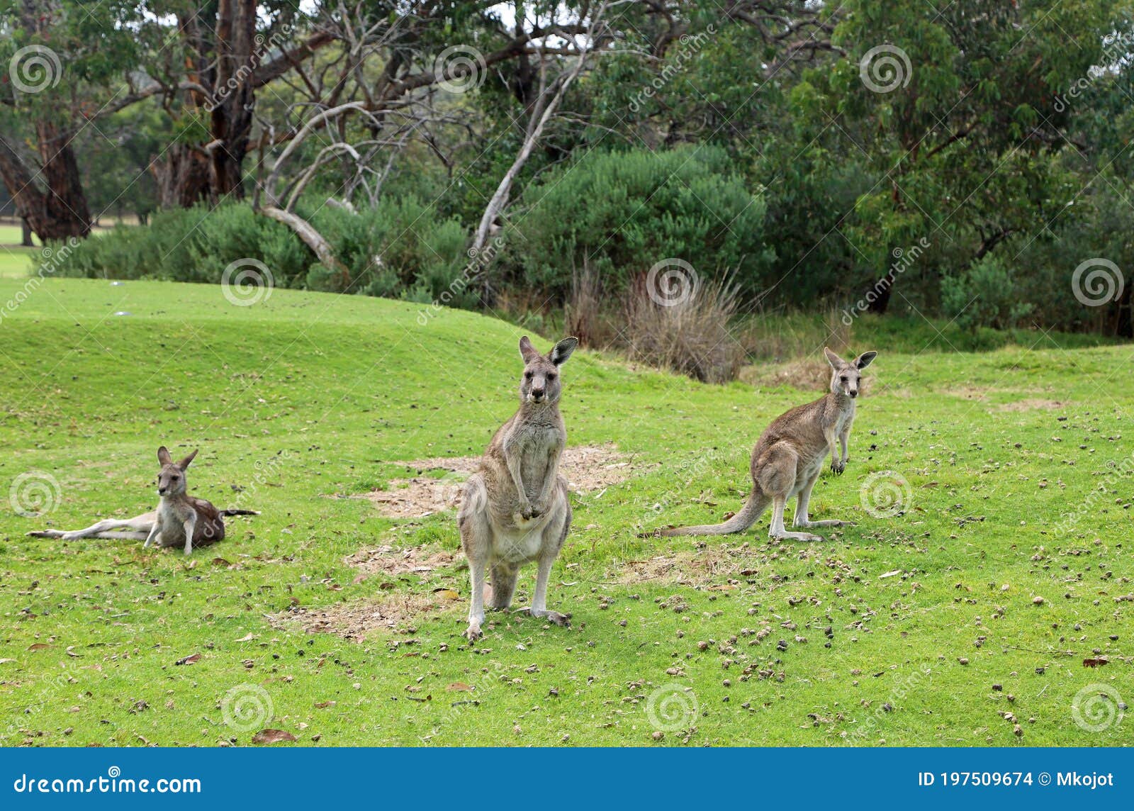 Three kangaroo stock photo. Image of beauty, hill, mammal - 197509674