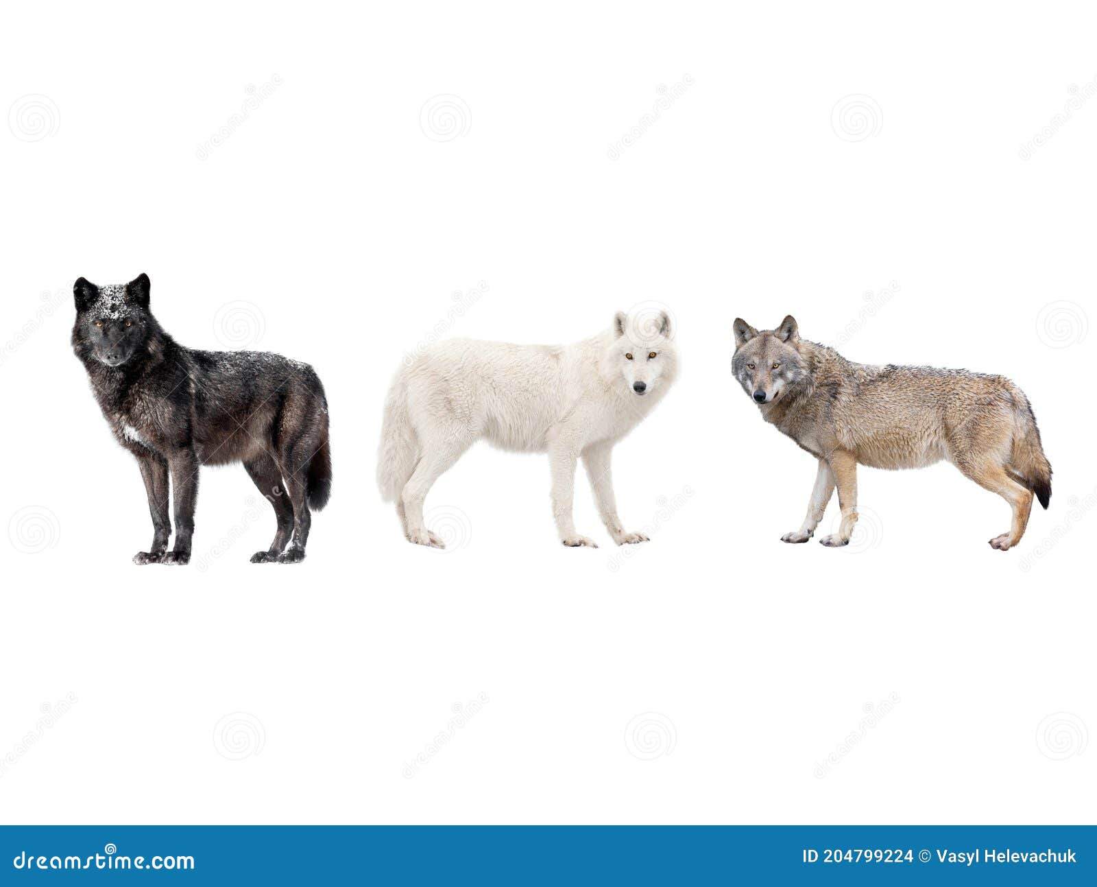 Three Kinds Of Rice In A Plastic Rice Measuring Cup, Small Heap Rice Is ...