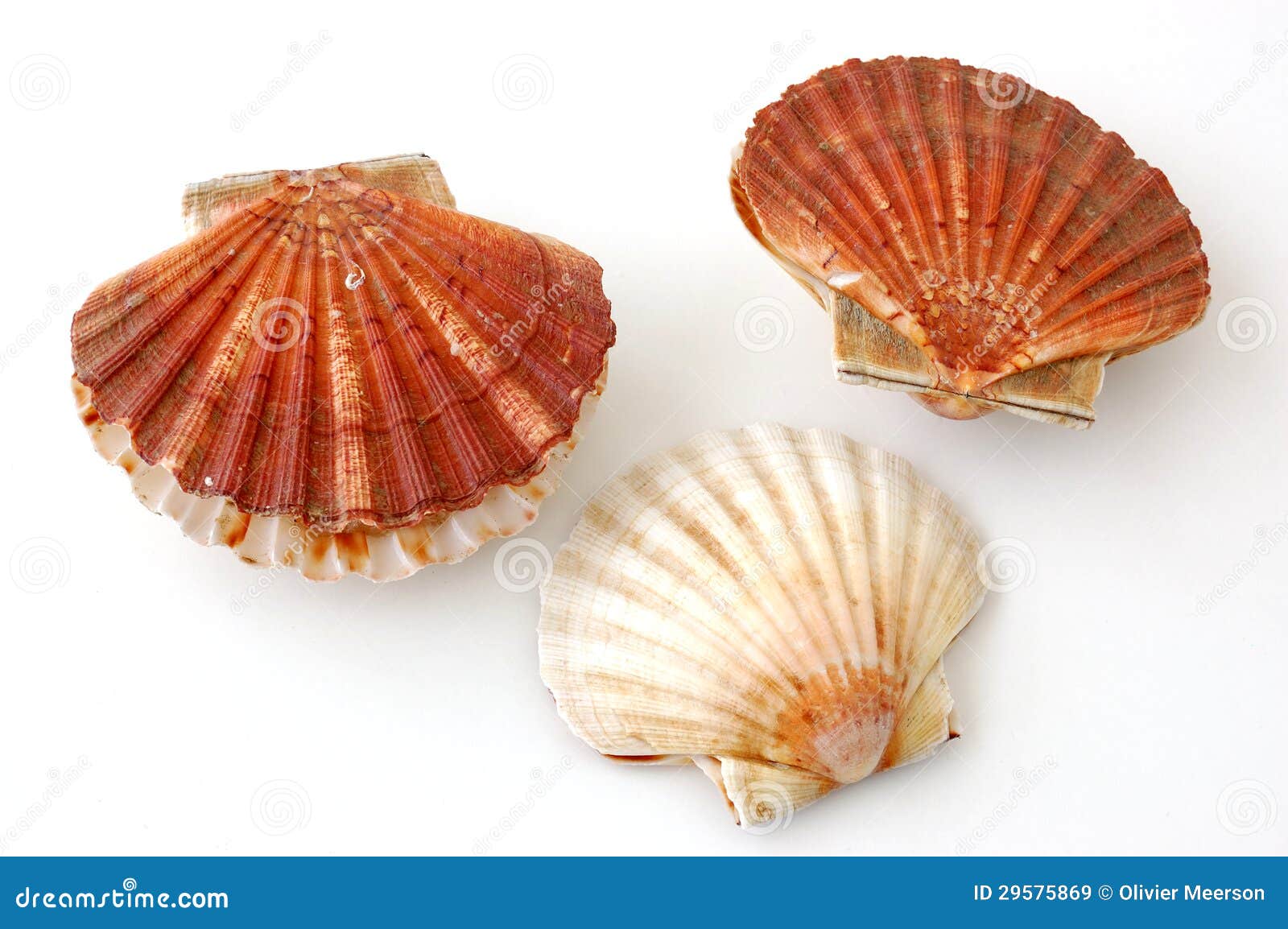 Three King Scallops, Saint Jacques on White Background Stock Image ...
