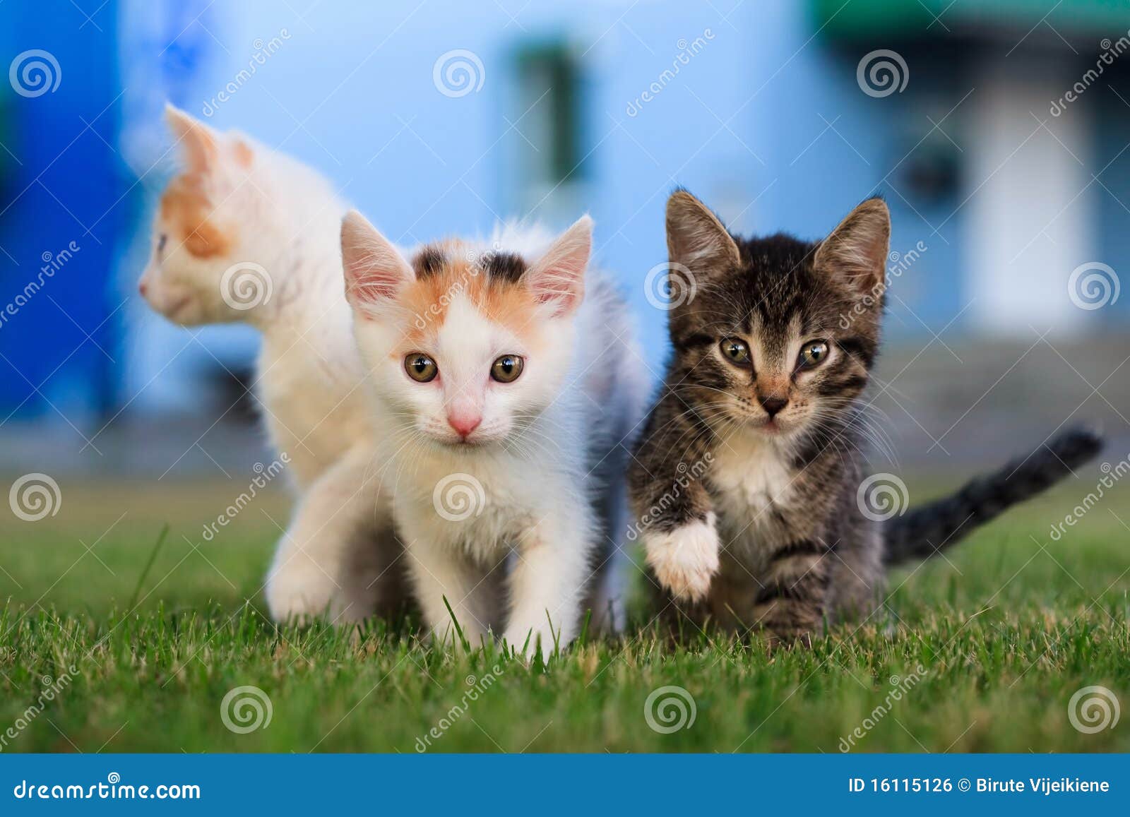 Three kitten stock photo. Image of portrait, cuddly, curious - 16115126