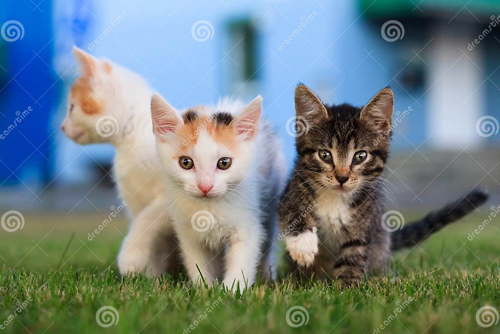 Three kitten stock photo. Image of portrait, cuddly, curious - 16115126