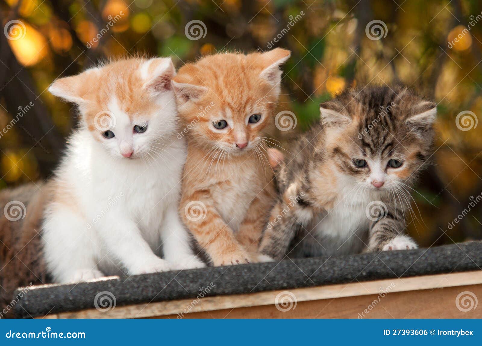 Three Kitten stock photo. Image of curious, sweet, tabby - 27393606
