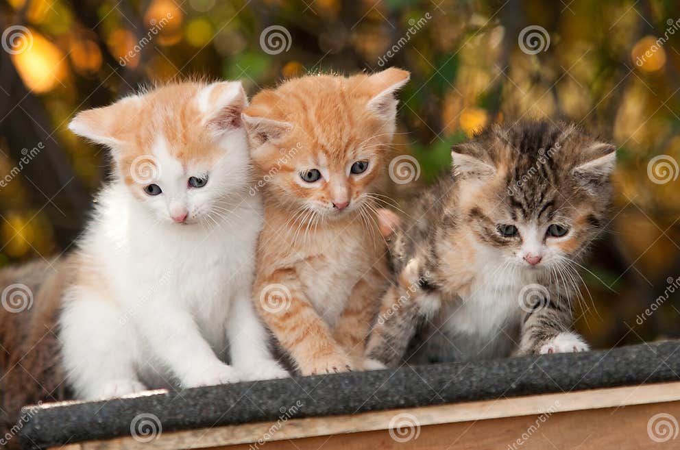 Three Kitten stock photo. Image of curious, sweet, tabby - 27393606