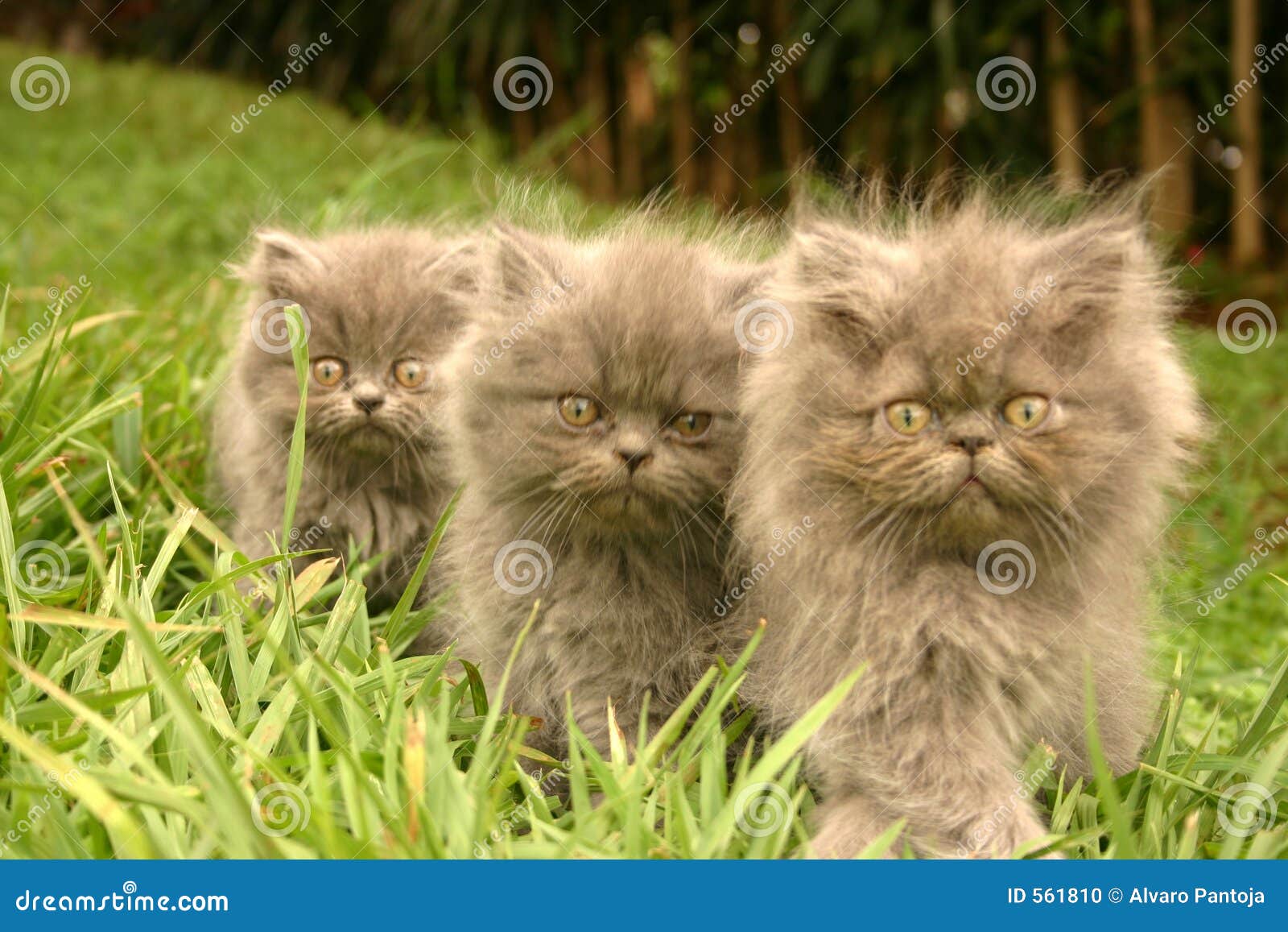 Three kitten brother stock photo. Image of eyes, persian - 561810