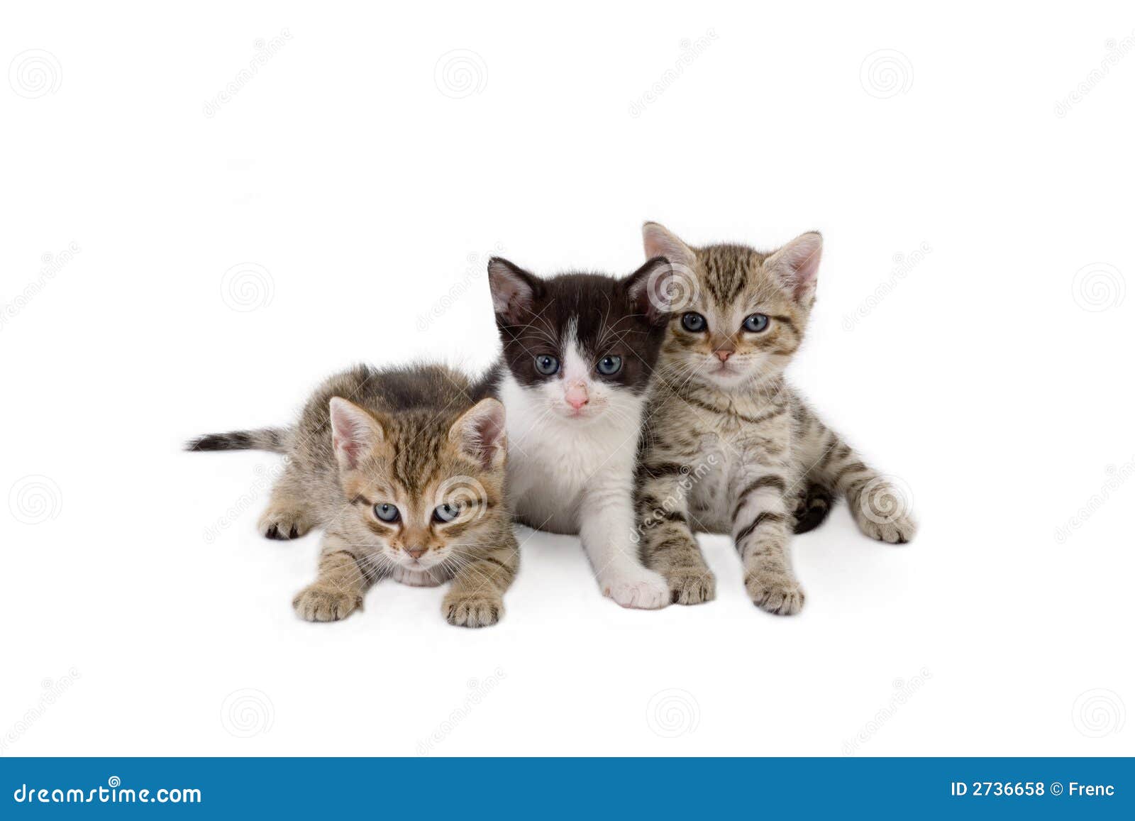 Three kitten brothers stock photo. Image of household - 2736658