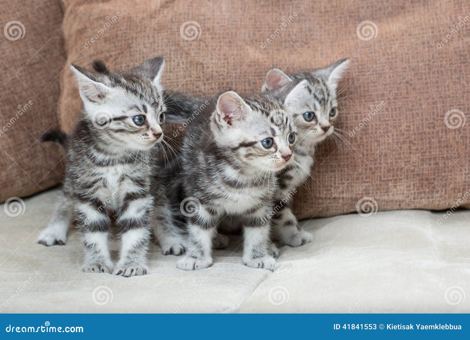 Three kitten brothers stock image. Image of pets, striped - 41841553